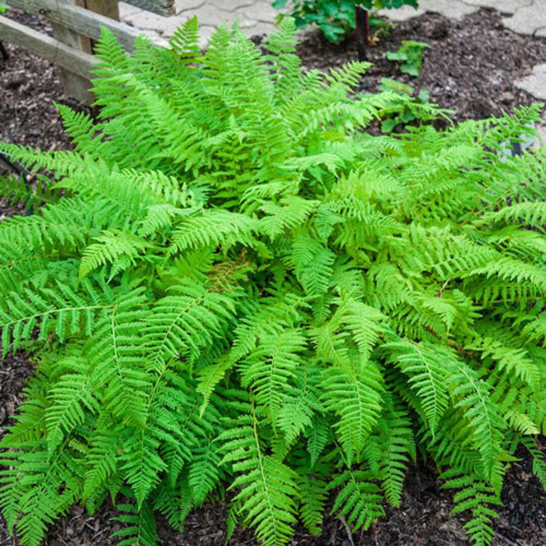 Lady Fern-bare-root ostrich Fer,athyrium Filixfemina - Etsy