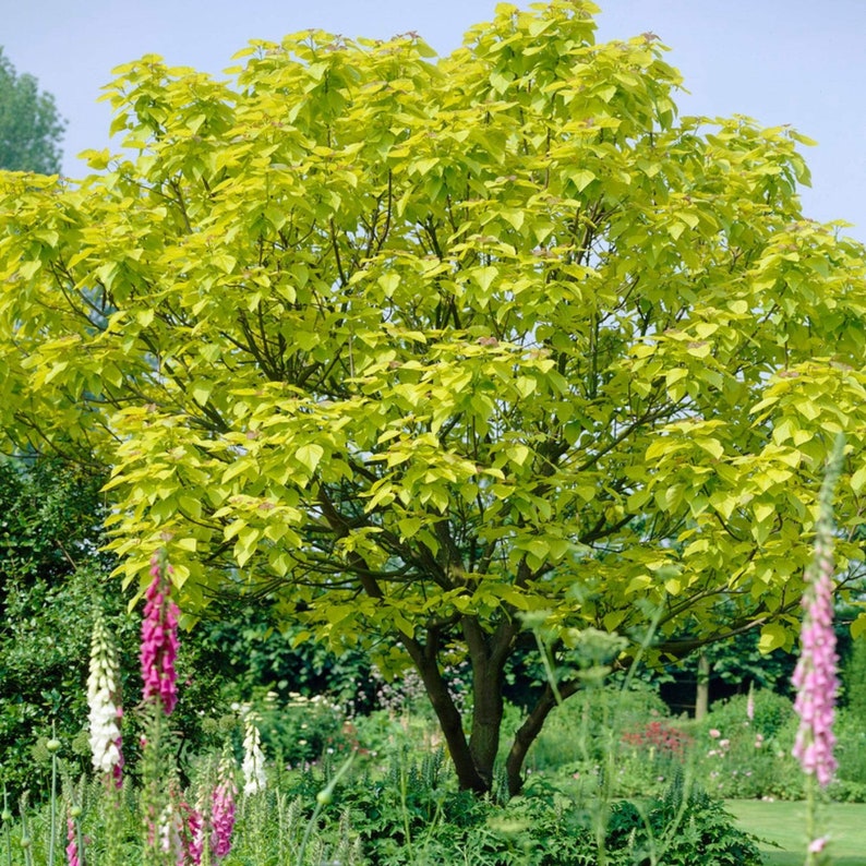 2 Catalpa Speciosa/ Catawba Tree / Cigar Tree Bare-root - Etsy