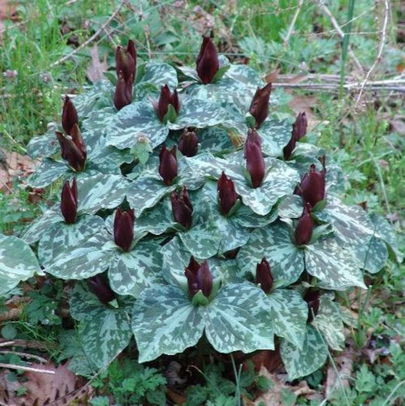 Purple Toad Trillium (sweet Betsy Trillium) | Bulbs - Etsy