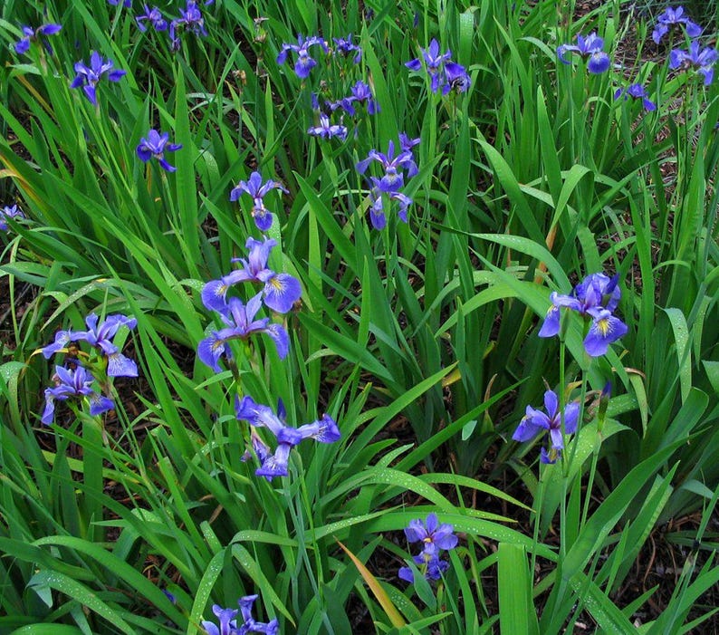 Blue Flag Iris - Ground Cover/(iris Versicolor) Bare-root- Rizomes - Etsy