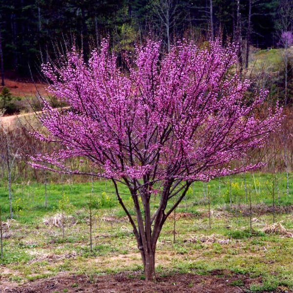 Redbud Tree - Etsy