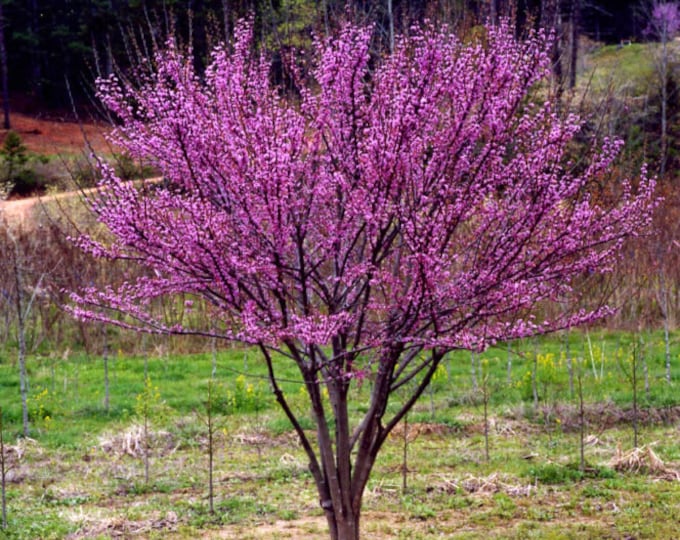 1 Eastern Redbud in a Quart Container - Etsy