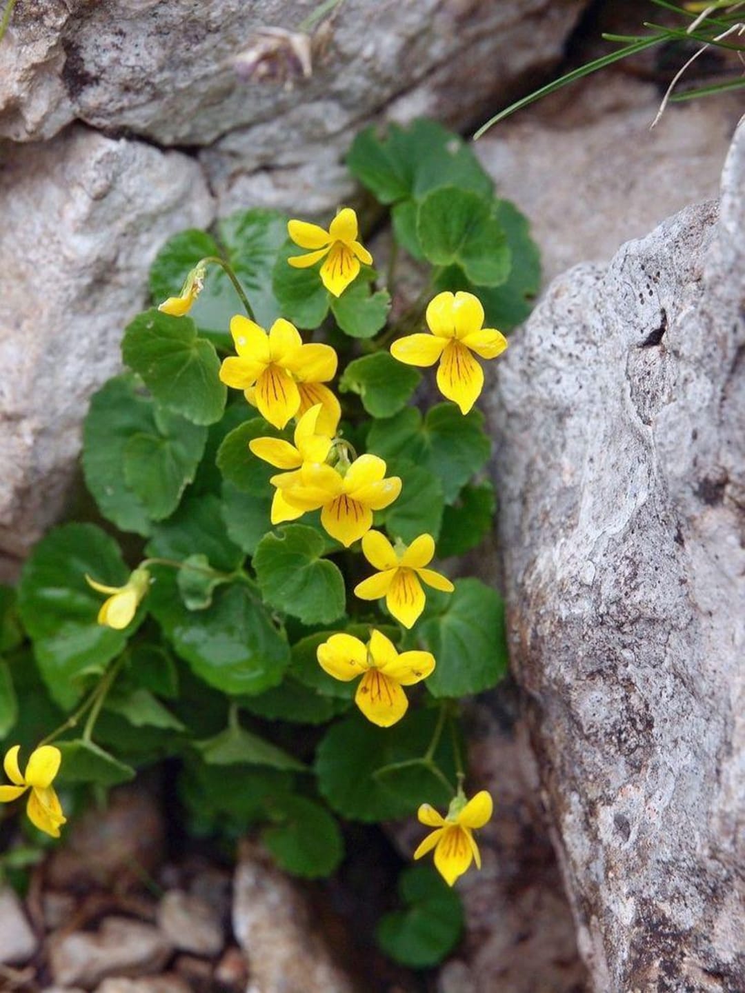 Yellow Violets (viola Rotundifolia) | Bare-root - Etsy