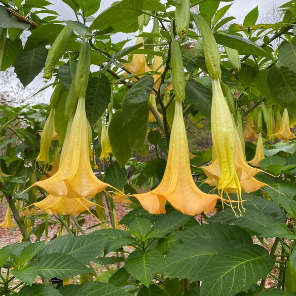 Angel Trumpet - Etsy