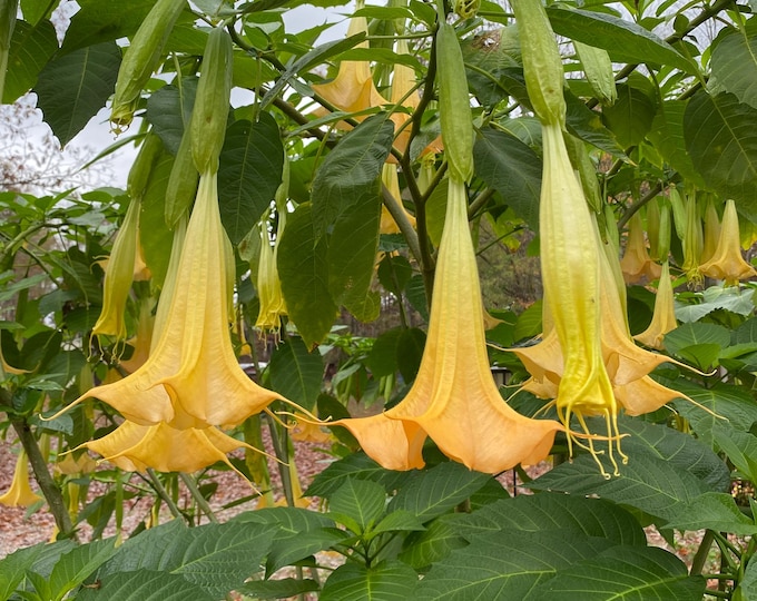 Yellow Angel Brugmansia Angel Trumpet Live Plant 6-8 Inches Tall - Etsy