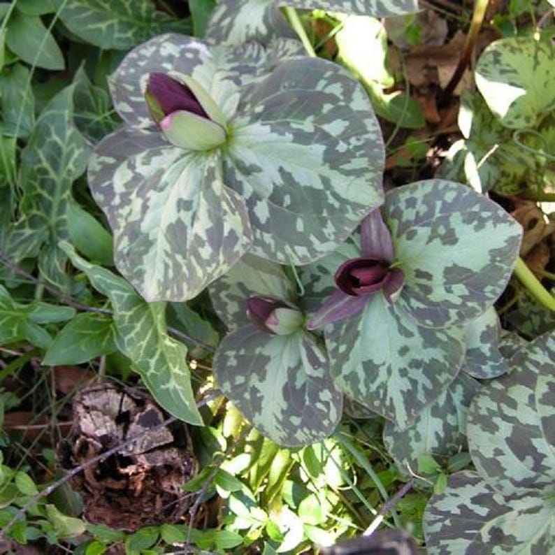 Purple Toad Trillium (sweet Betsy Trillium) | Bulbs - Etsy