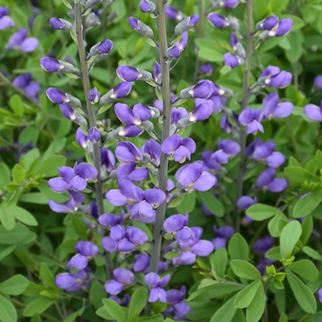 Blue False Indigo Plant (baptisia Australis) - 4'' Pot - Etsy