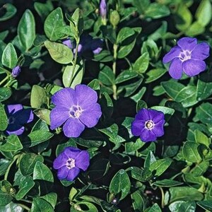 Vinca Vine (periwinkle) Bare-root - Etsy