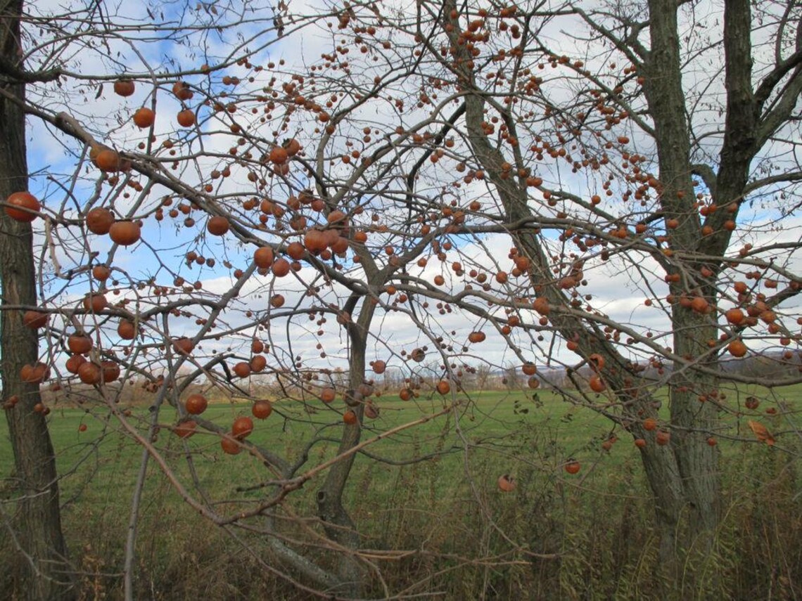 Diospyros Virginiana Native Persimmon Fruit Tree Bare-root 6-12 In - Etsy