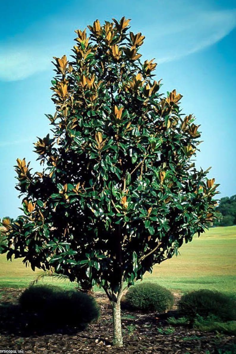 2 Southern Magnolia Tree Bare-root /magnolia Grandiflora - Etsy