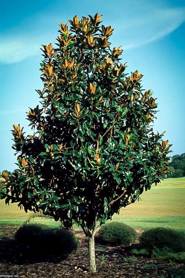 2 Southern Magnolia Tree Bare-root /magnolia Grandiflora - Etsy