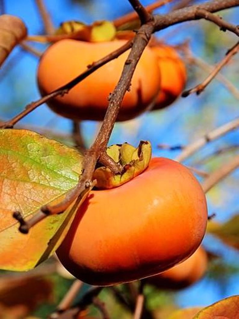 Giant Grafted Fuyu Persimmon Fruit Tree Bare-root - Etsy