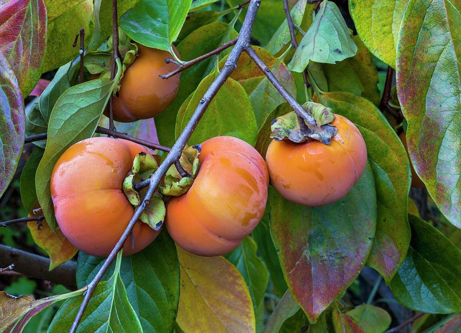 Giant Grafted Fuyu Persimmon Fruit Tree Bare-root - Etsy