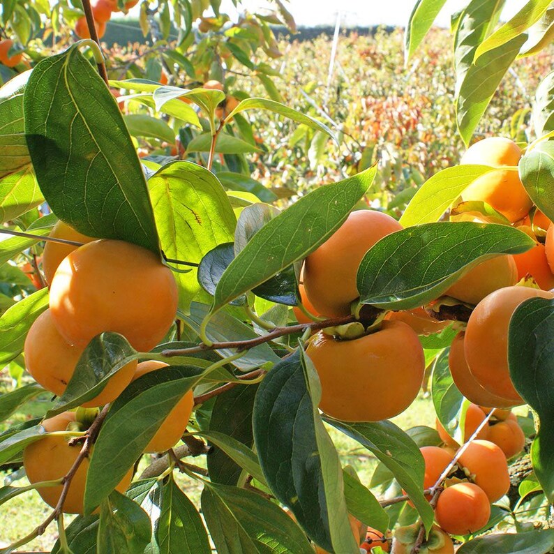 Giant Grafted Fuyu Persimmon Fruit Tree Bare-root - Etsy