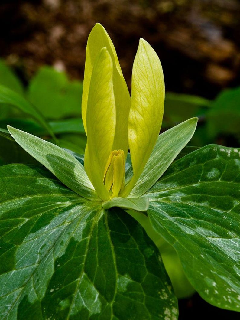 Yellow Trillium (trillium Luteum) | Bulbs - Etsy