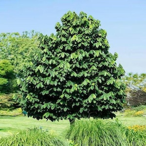 2 Paw Paw Tree Bare-root (asimina Triloba) - Etsy