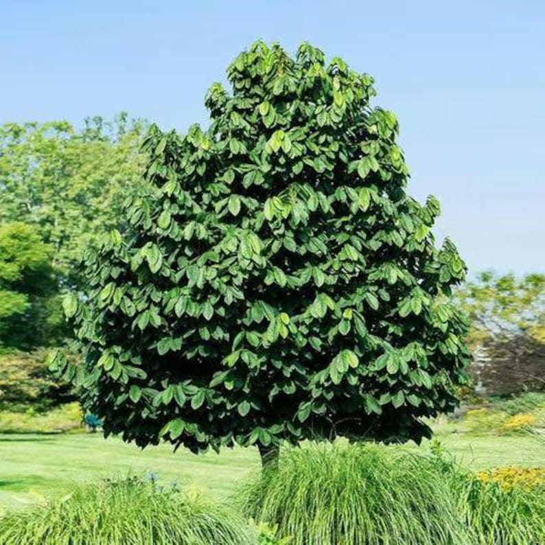 2 Paw Paw Tree Bare-root (asimina Triloba) - Etsy