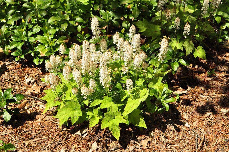 Foamflowers Tiarella Cordifolia Bare-root/bulbs - Etsy