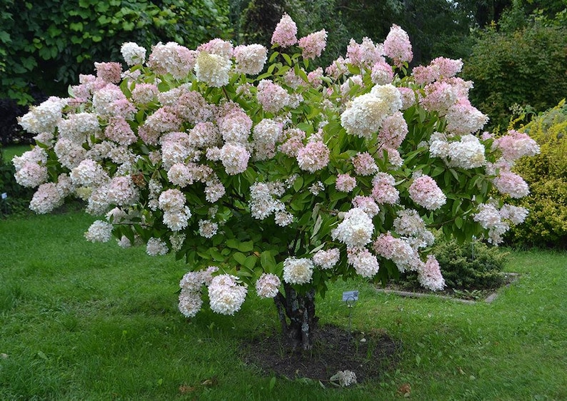 Peegee Hydrangea Paniculata Glandiglora Bare-root 3 Plants - Etsy