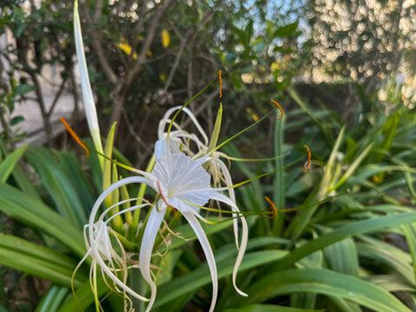 White Spider Lily Hymenocallis/ Peruvian Daffodil. Bare-root - Etsy