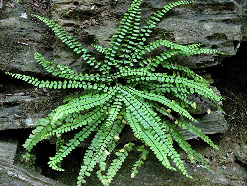 Asplenium Platyneuron (ebony Spleenwort) Small Fern - Etsy