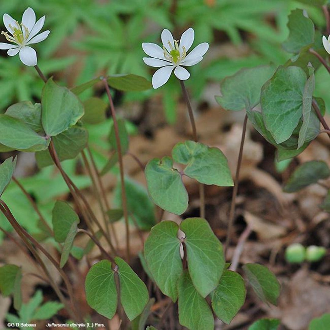 Twinleaf (jeffersonia Diphylla) | Bare-roots - Etsy