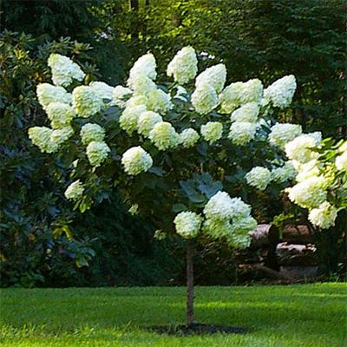 Peegee Hydrangea Paniculata Glandiglora Bare-root 3 Plants - Etsy