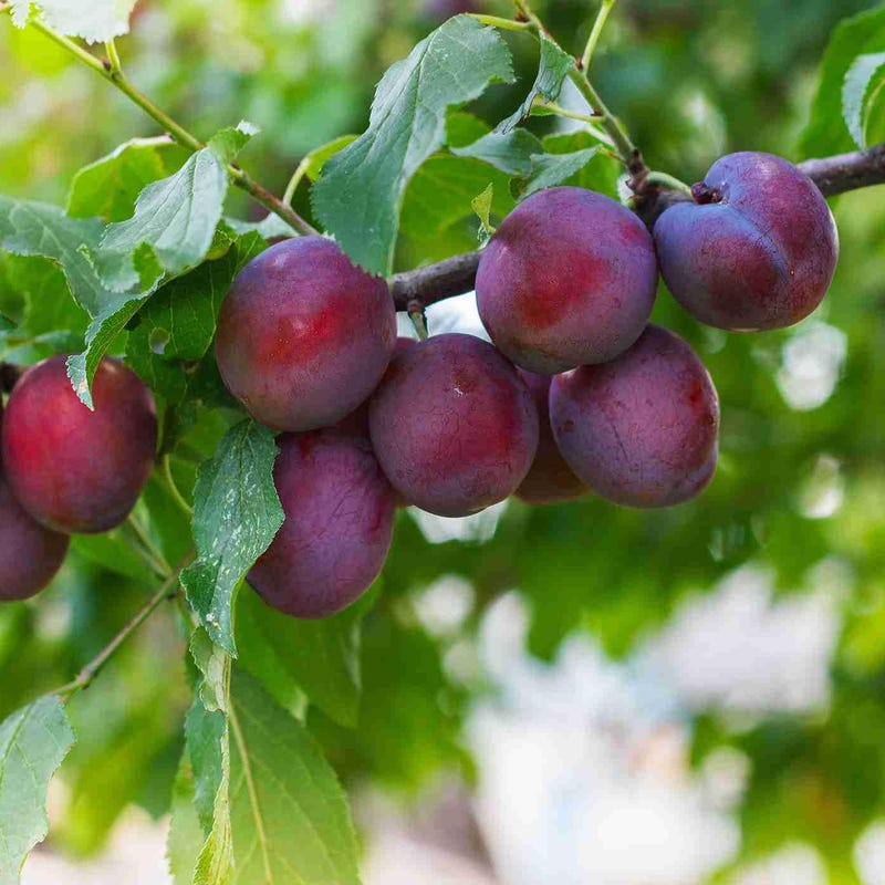 Graft Plum Tree - Etsy