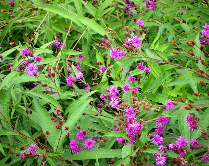 4 Live Tall Ironweed Plants, Vernonia Gigantea - Etsy