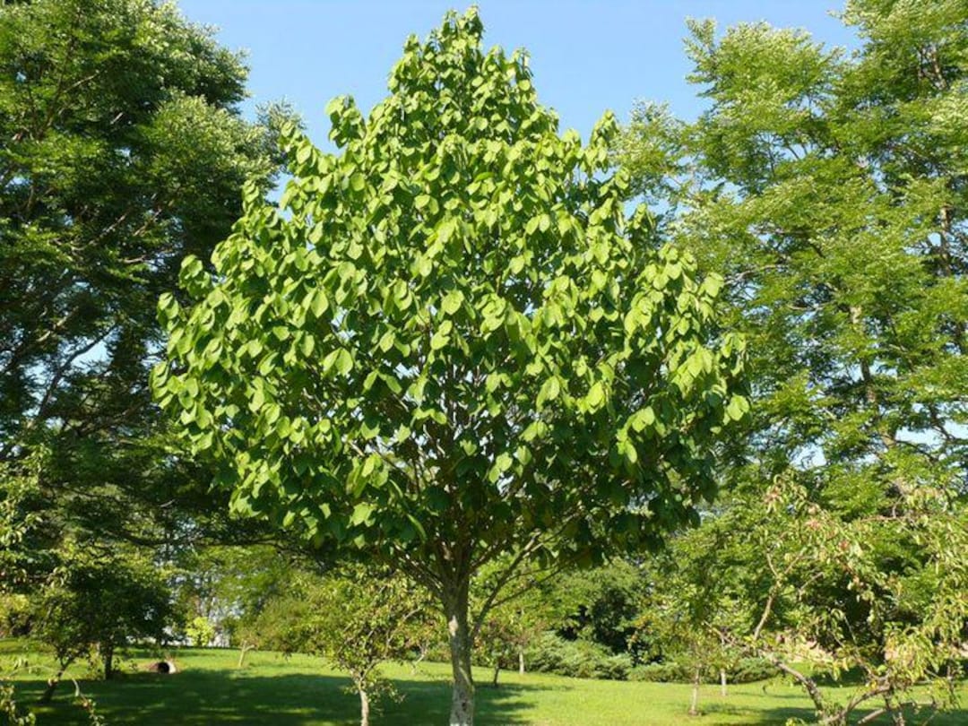 2 Paw Paw Tree Bare-root (asimina Triloba) - Etsy
