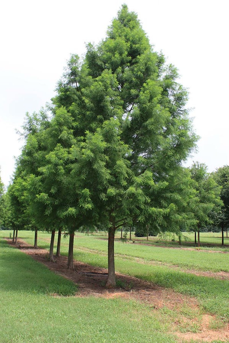 Bald Cypress Tree Bare-root 2 Plants - Etsy