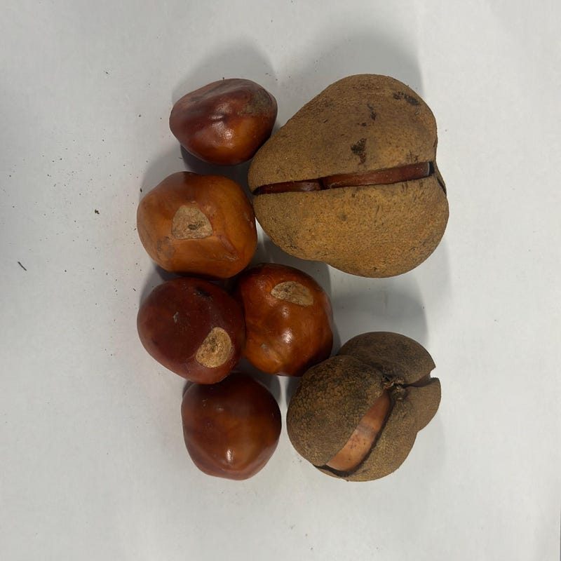 Buckeye Tree - Etsy