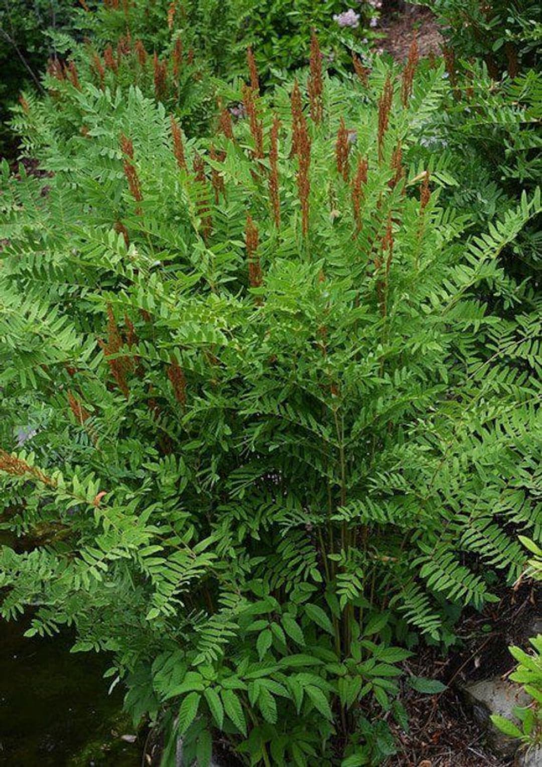 Royal Fern (osmunda Regalis) Bare-root - Etsy
