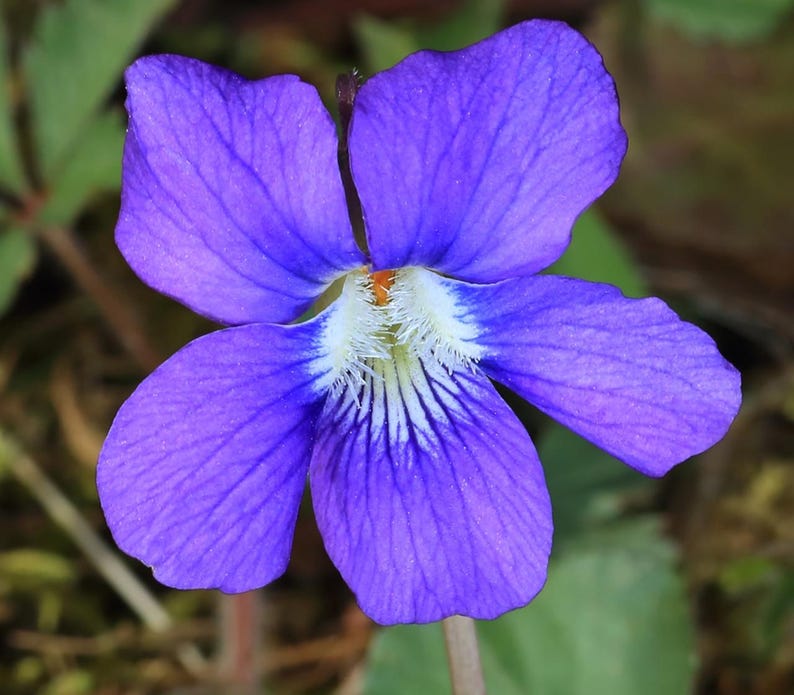 Blue Garden Violet (viola Papilionacea) Bare-root Rhizomes Wild Violets ...