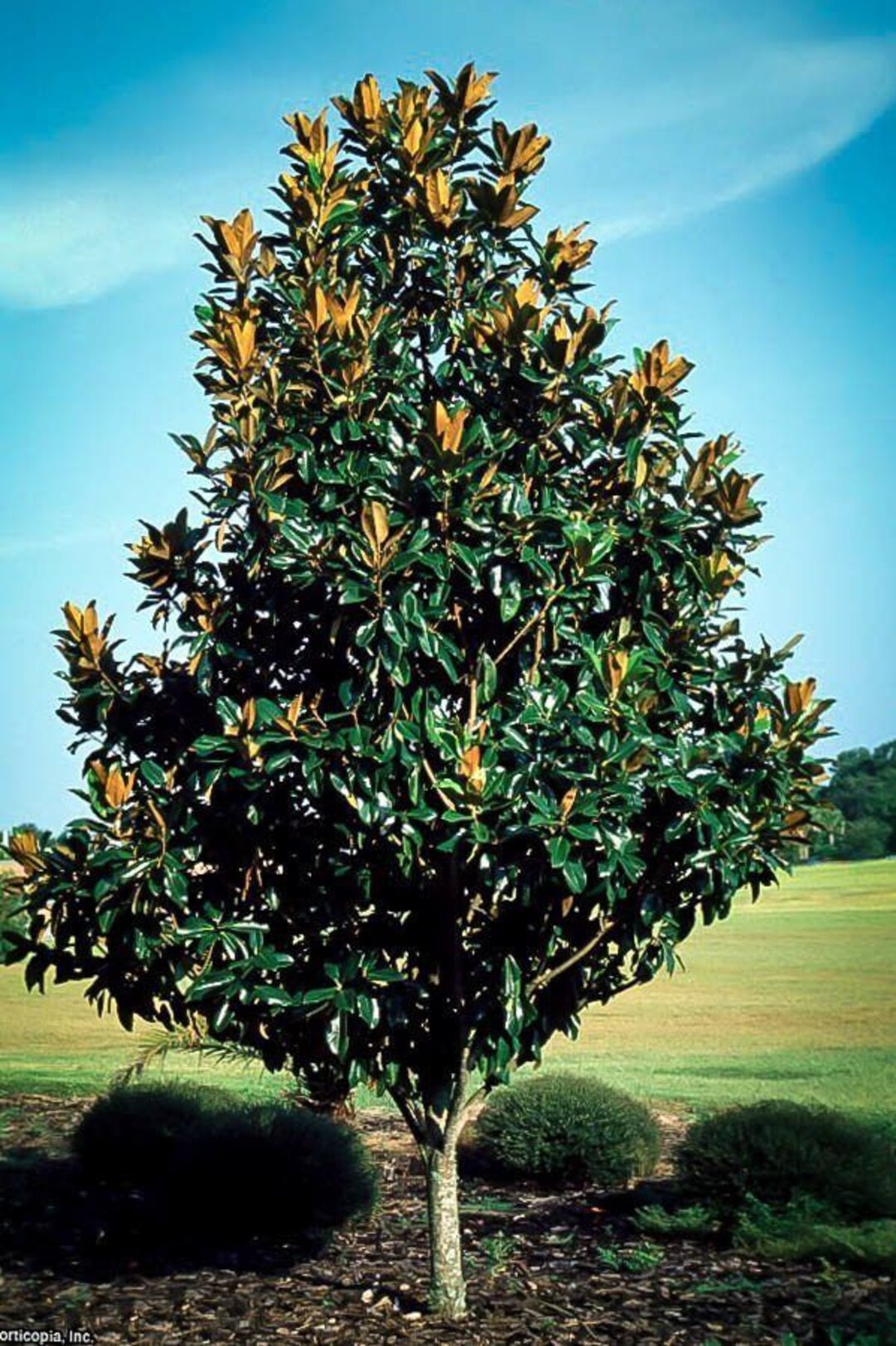 2 Southern Magnolia Tree Bare-root /magnolia Grandiflora - Etsy