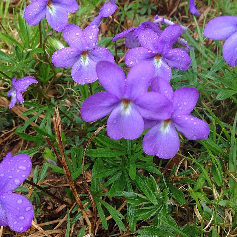 Wild Violet Seeds - Etsy