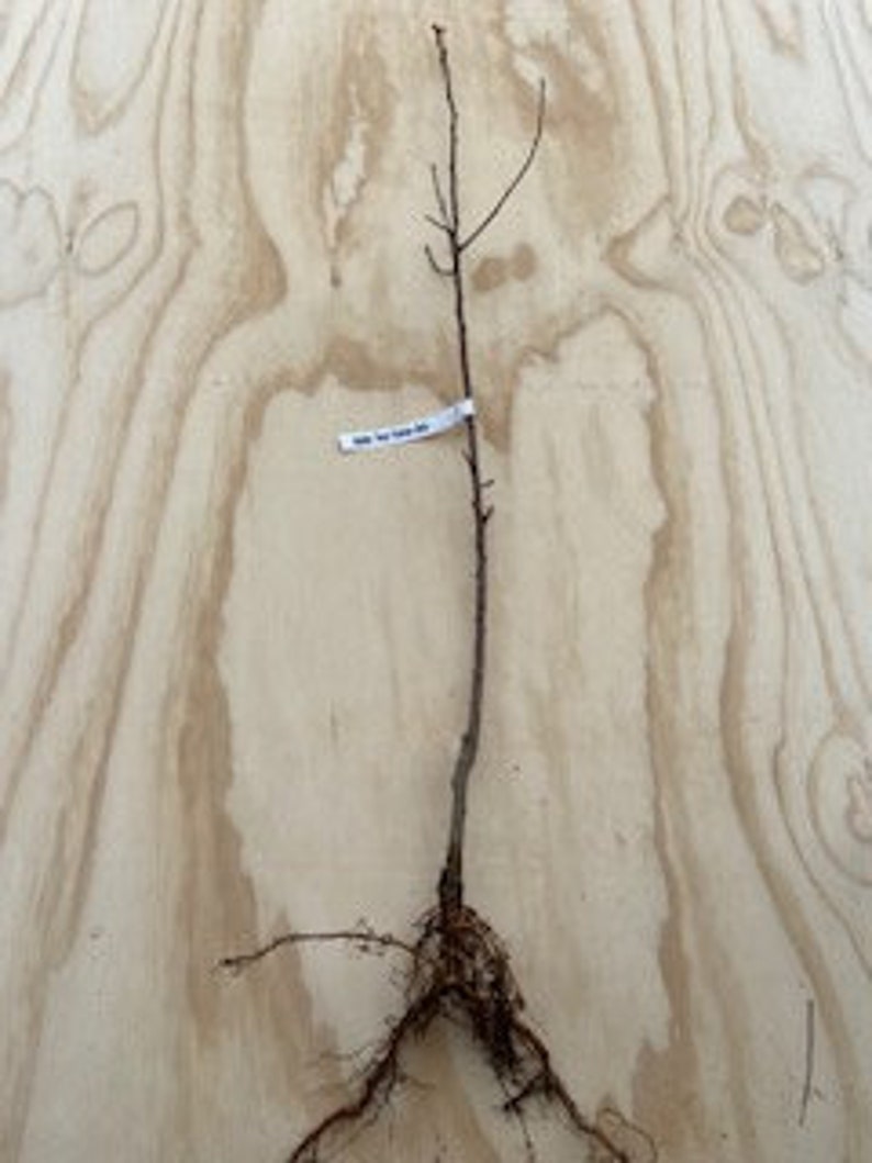 5 Eastern Redbud Tree Bare-root - Etsy