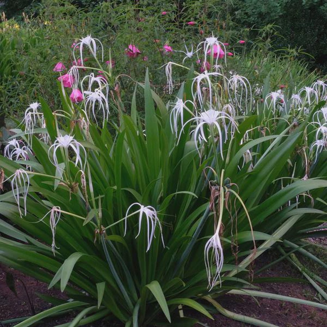 White Spider Lily Hymenocallis/ Peruvian Daffodil. Bare-root - Etsy