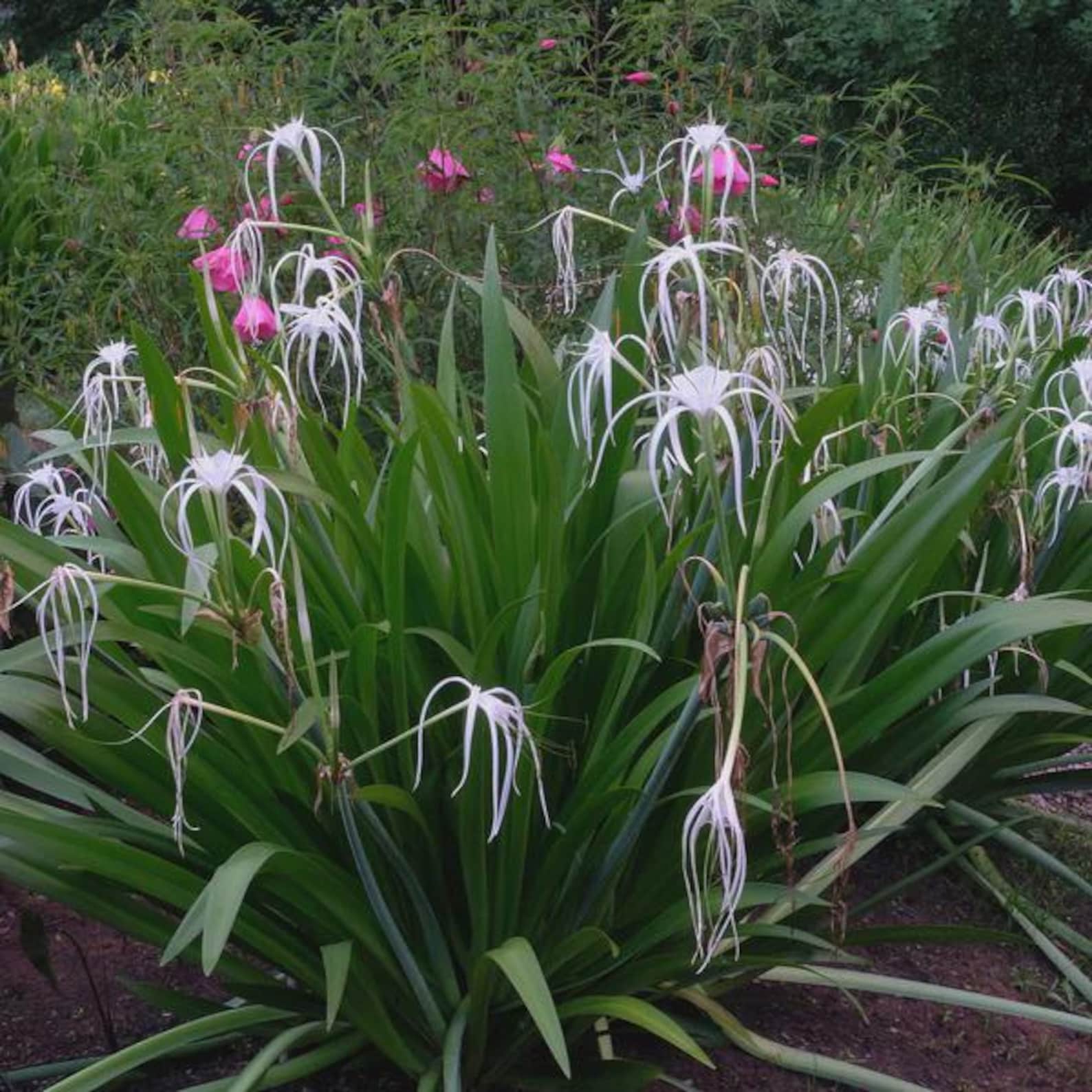White Spider Lily Hymenocallis/ Peruvian Daffodil. Bare-root - Etsy
