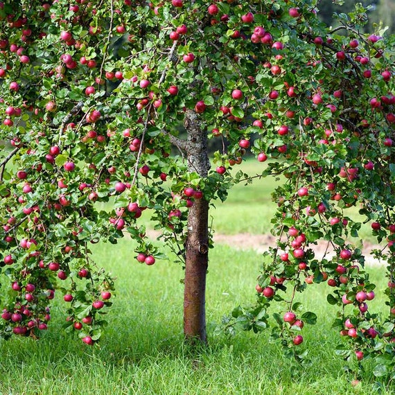 Dwarf Red Delicious Apple Tree Buy Mini Apple Tree Malus Gala Red