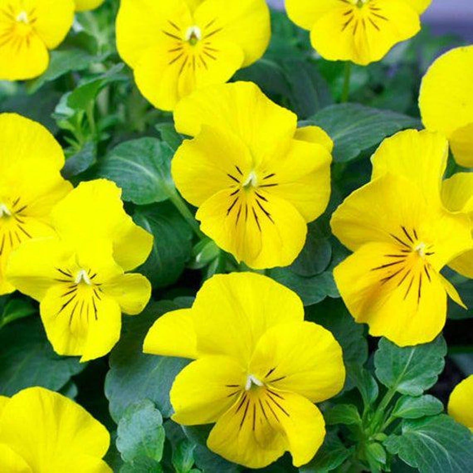 Yellow Violets (viola Rotundifolia) | Bare-root - Etsy