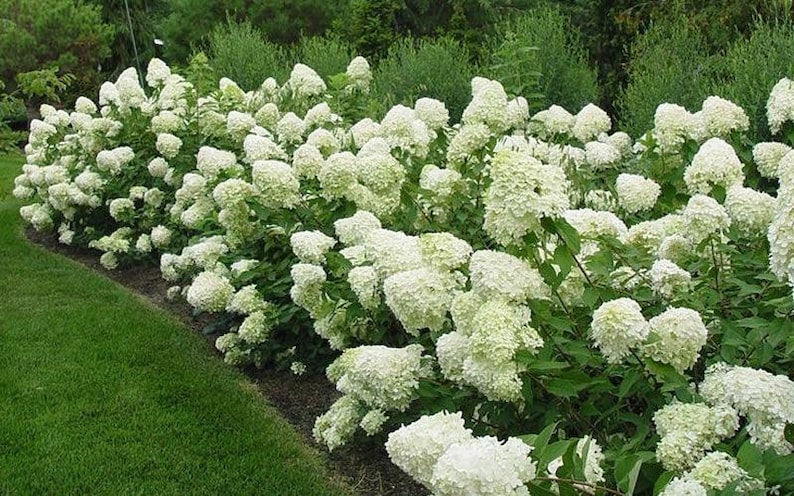 Peegee Hydrangea Paniculata Glandiglora Bare-root 3 Plants - Etsy