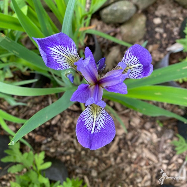 Wild Iris - Etsy
