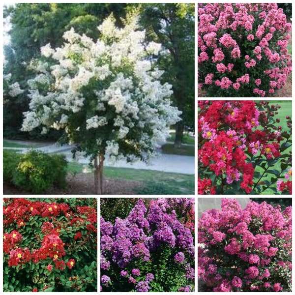 Dwarf Crape Myrtle - Etsy