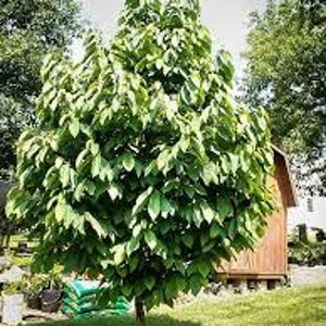 2 Paw Paw Tree Bare-root (asimina Triloba) - Etsy