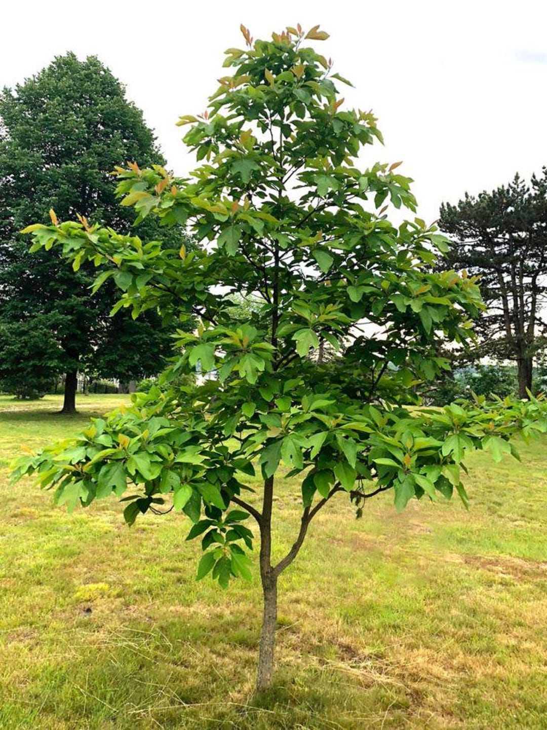 2 Sassafras Tree (sassafras Albidum) | Bare-root - Etsy
