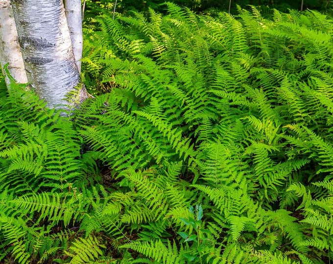 5 Hay Scented Fern Clumps (dennstaedtia Punctilobula) - Etsy