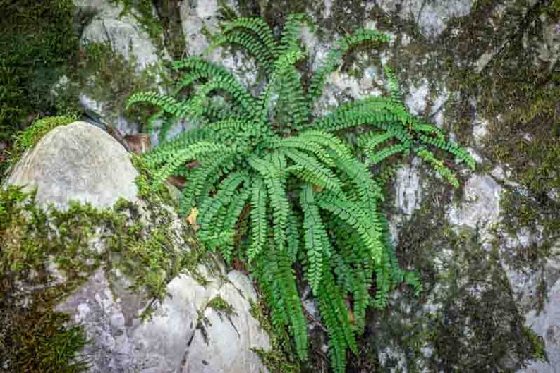 Asplenium Platyneuron (ebony Spleenwort) Small Fern - Etsy