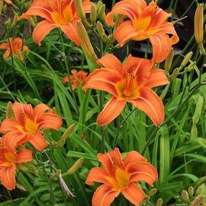Wild Hemerocallis Orange Daylily Bare-root Buy Any QTY Get 3 More Free ...