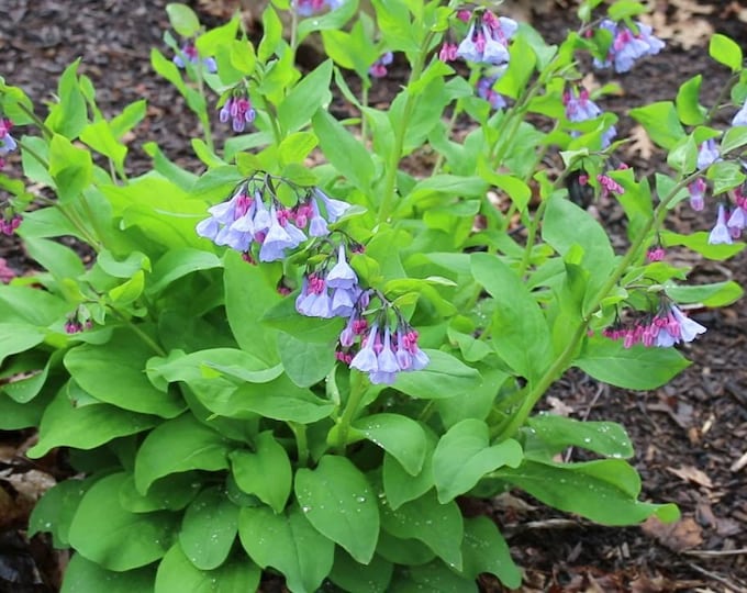 10 Virginia Bluebells Bareroot, Bell Shaped Flowers, Blue Flowers ...